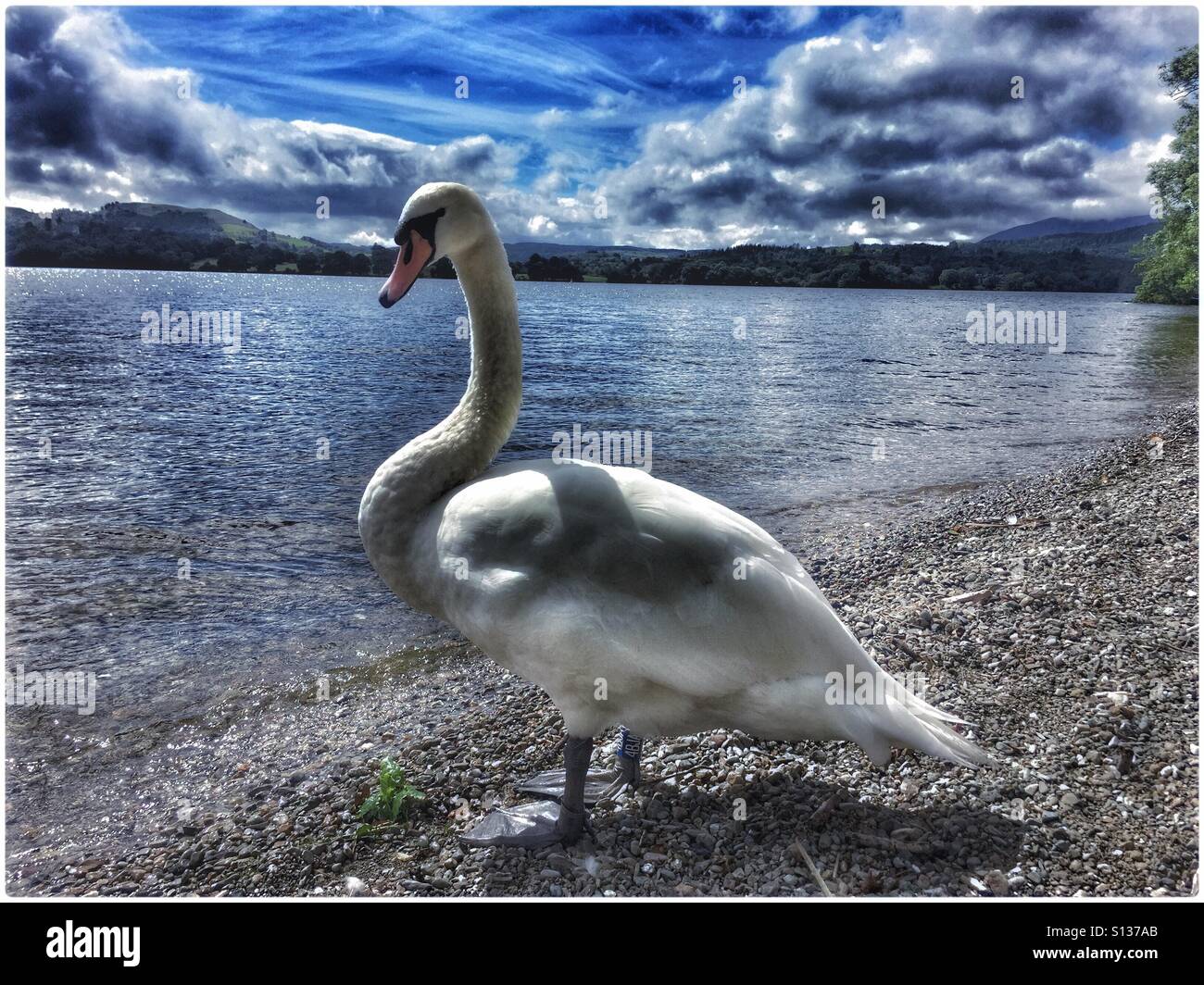 Windermere Swan High Resolution Stock Photography and Images - Alamy