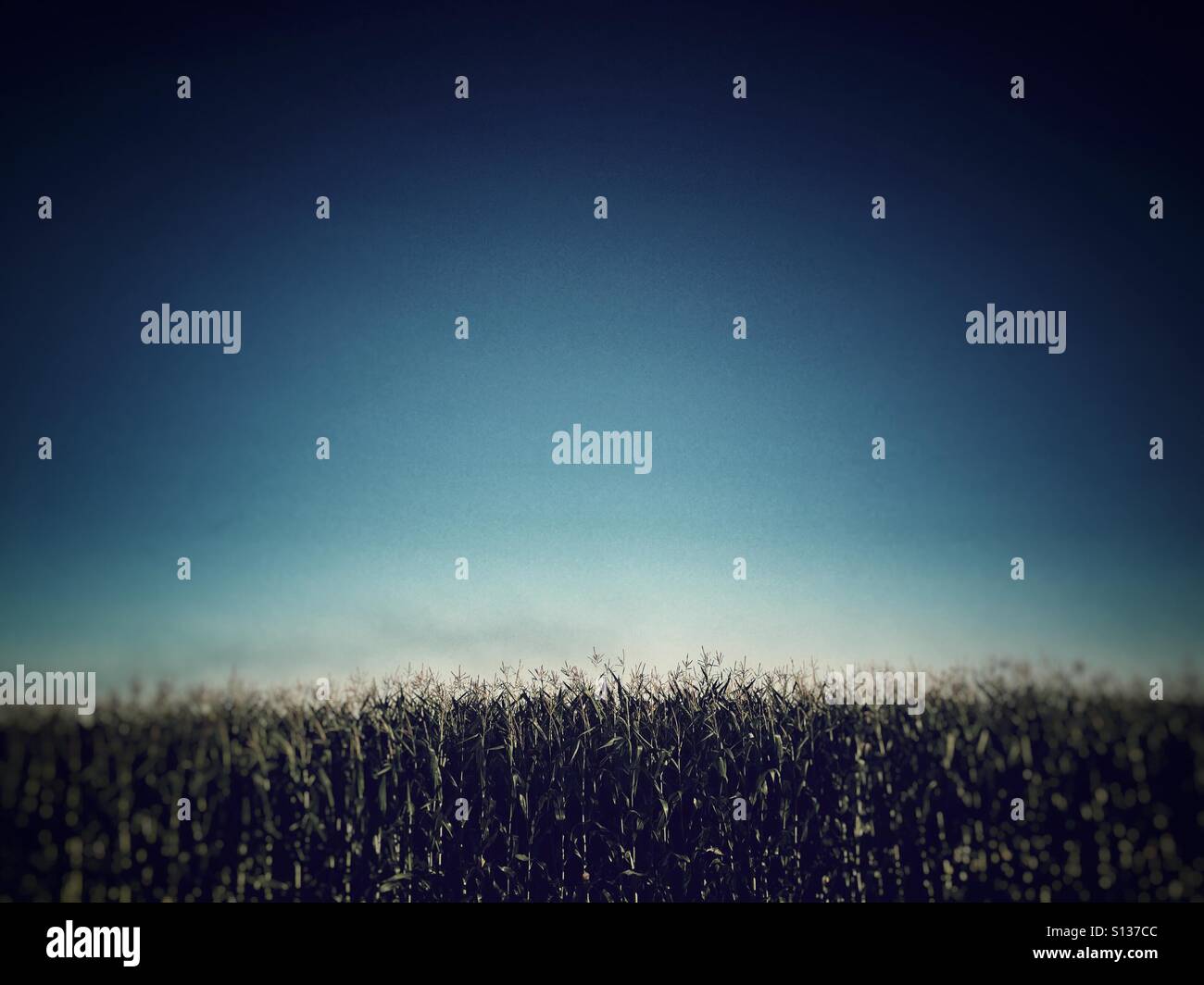 Cornfield and clear blue sky, Delta, British Columbia, Canada Stock ...