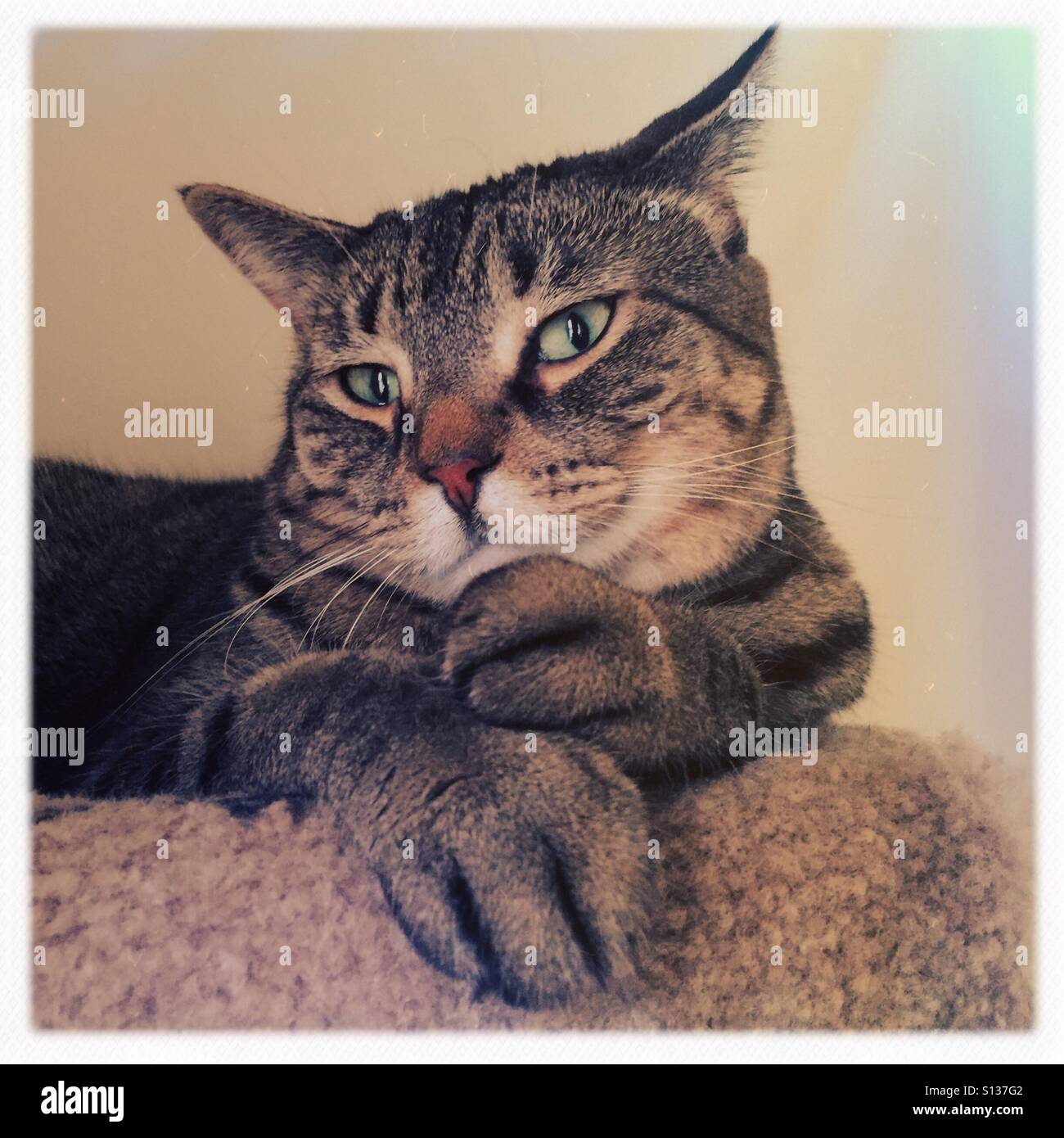 My tabby bengel mix cat deep in thought Stock Photo - Alamy