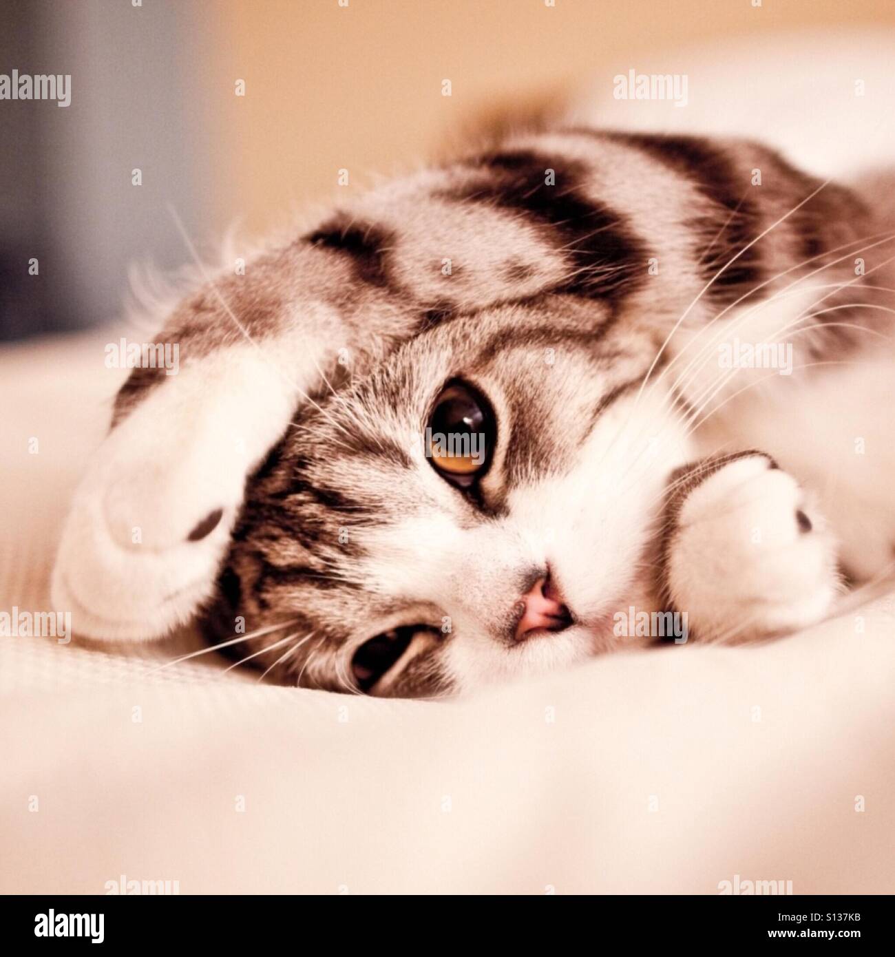 Miss cat hi-res stock photography and images - Alamy