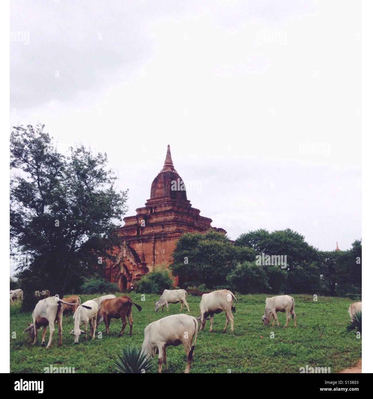 Cows and temple! Stock Photo - Alamy