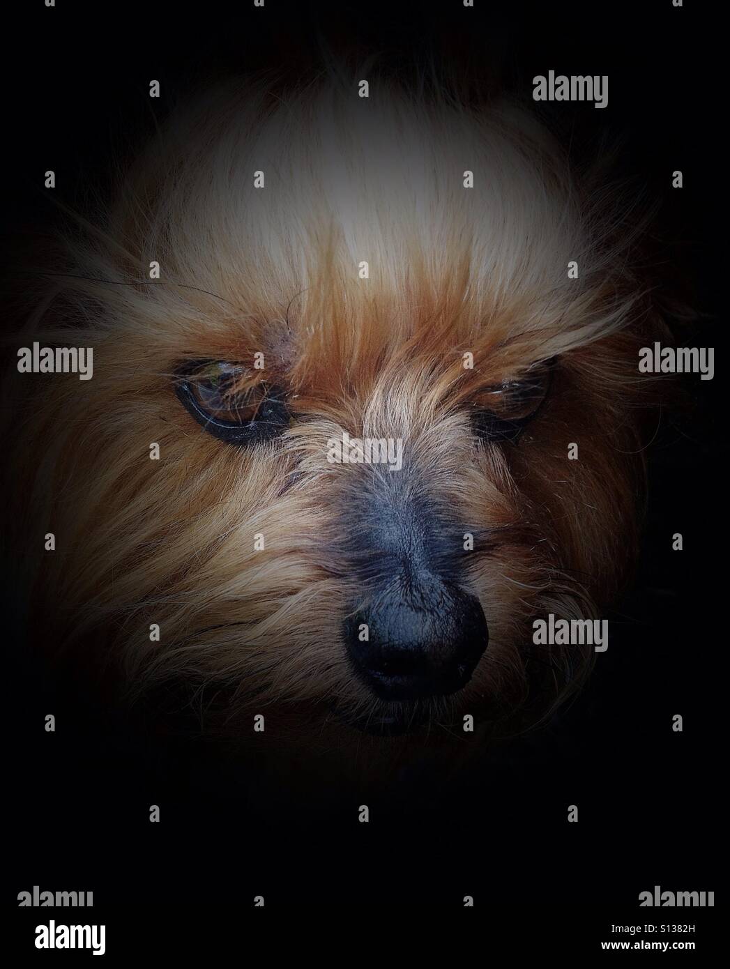 Dark brown yorkshire terrier hi-res stock photography and images - Alamy