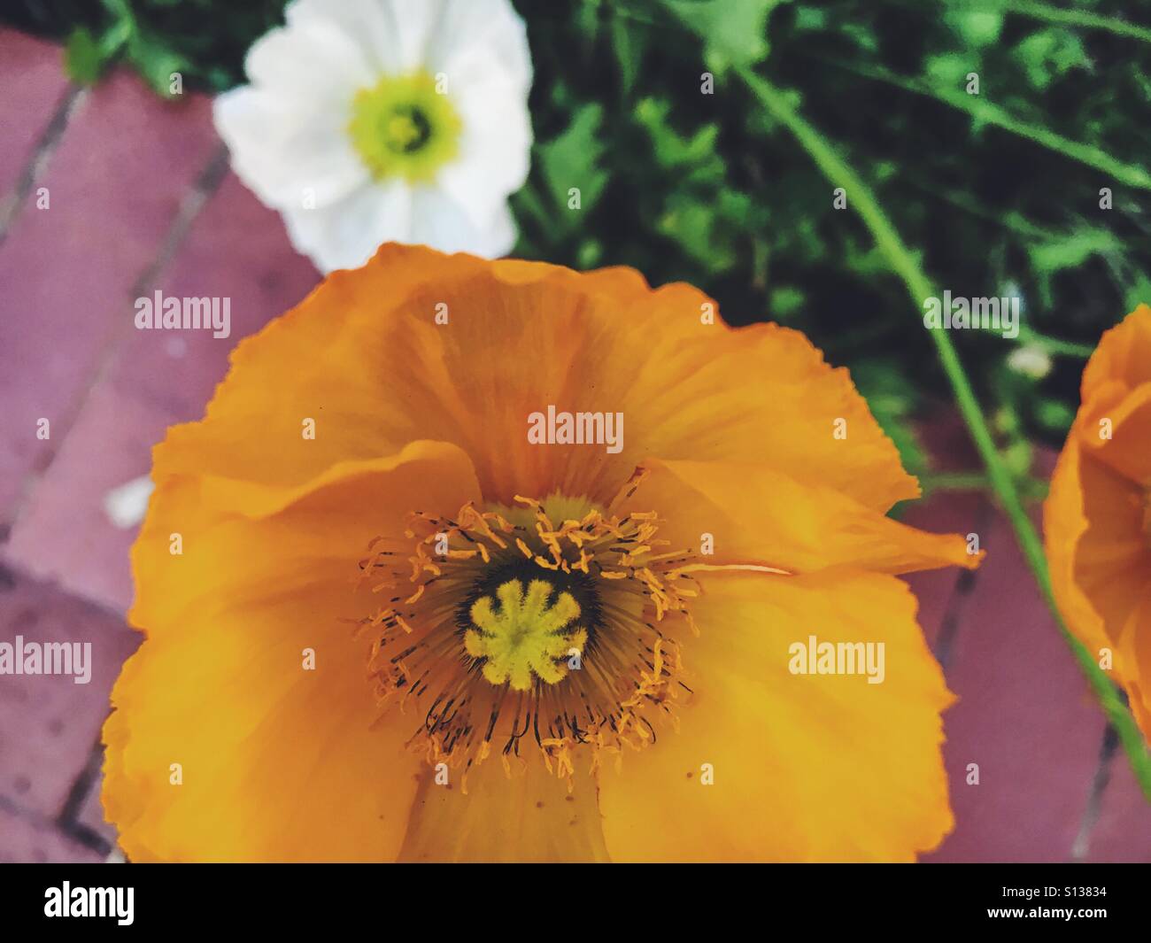 Flower from above hi-res stock photography and images - Alamy