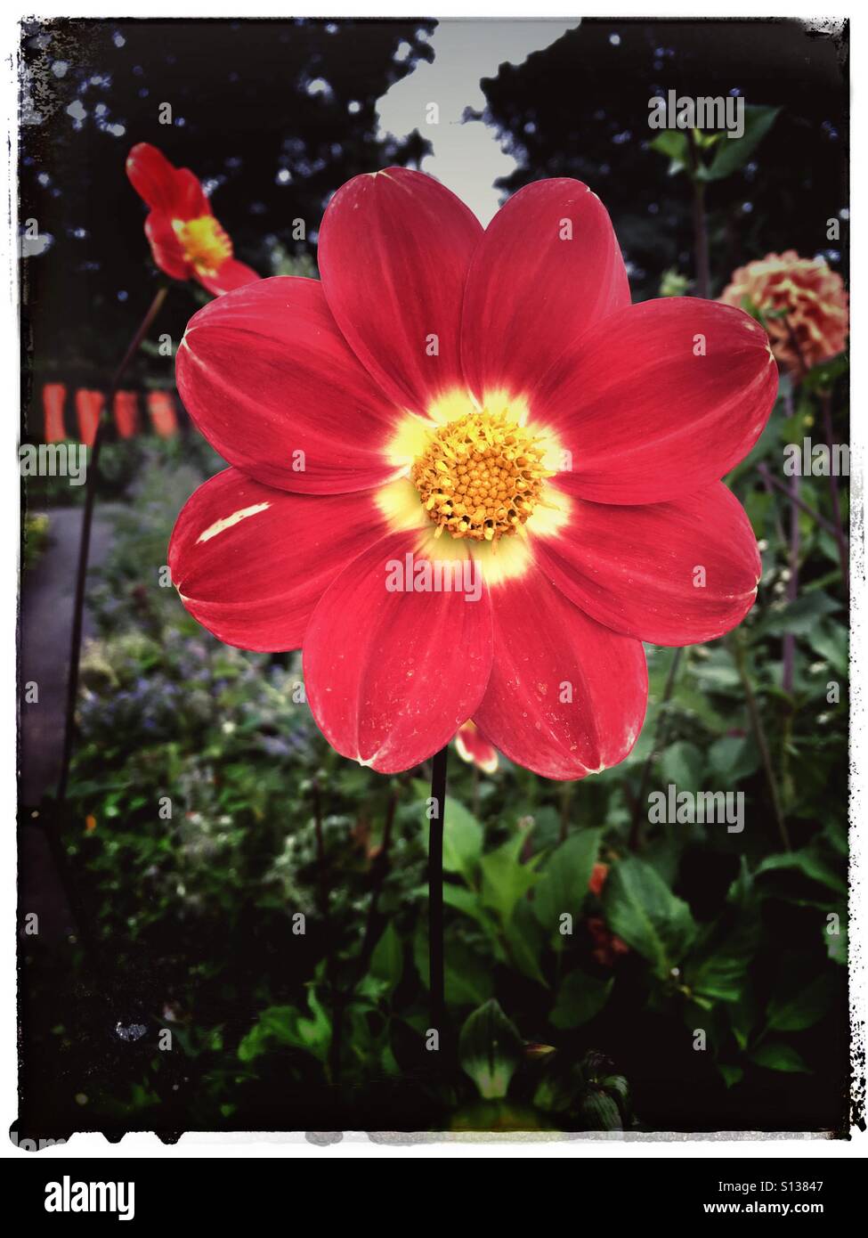 Native Mexican Flowers