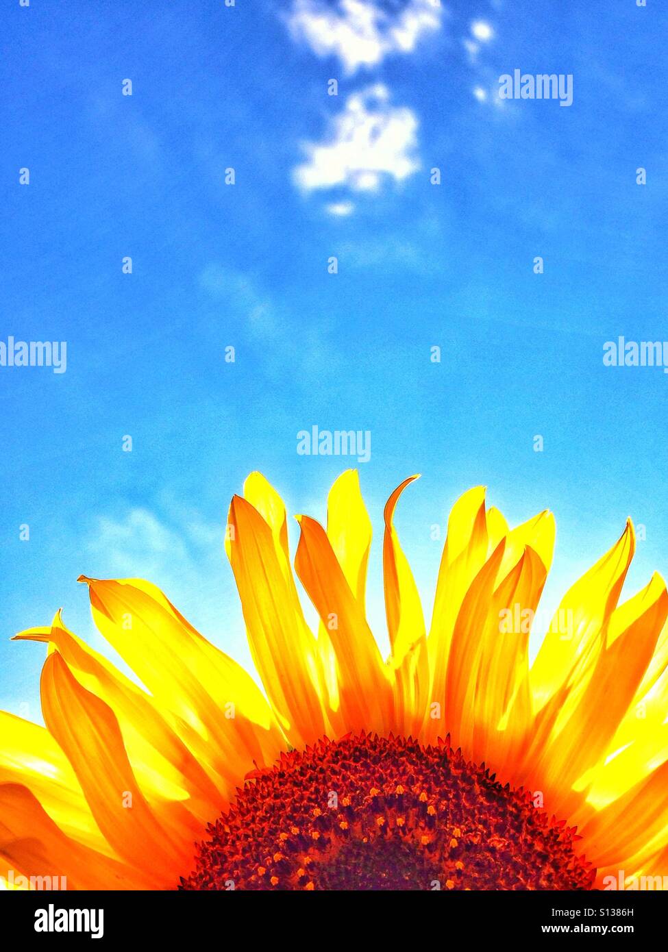 Sunflower and Sky Stock Photo - Alamy