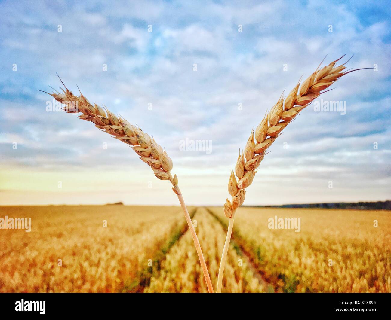 Wheat farm hi-res stock photography and images - Alamy