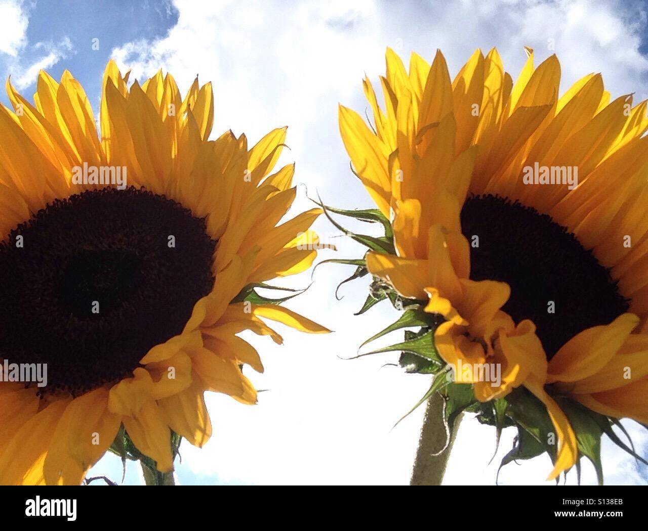 Close up two sunflowers hi-res stock photography and images - Alamy