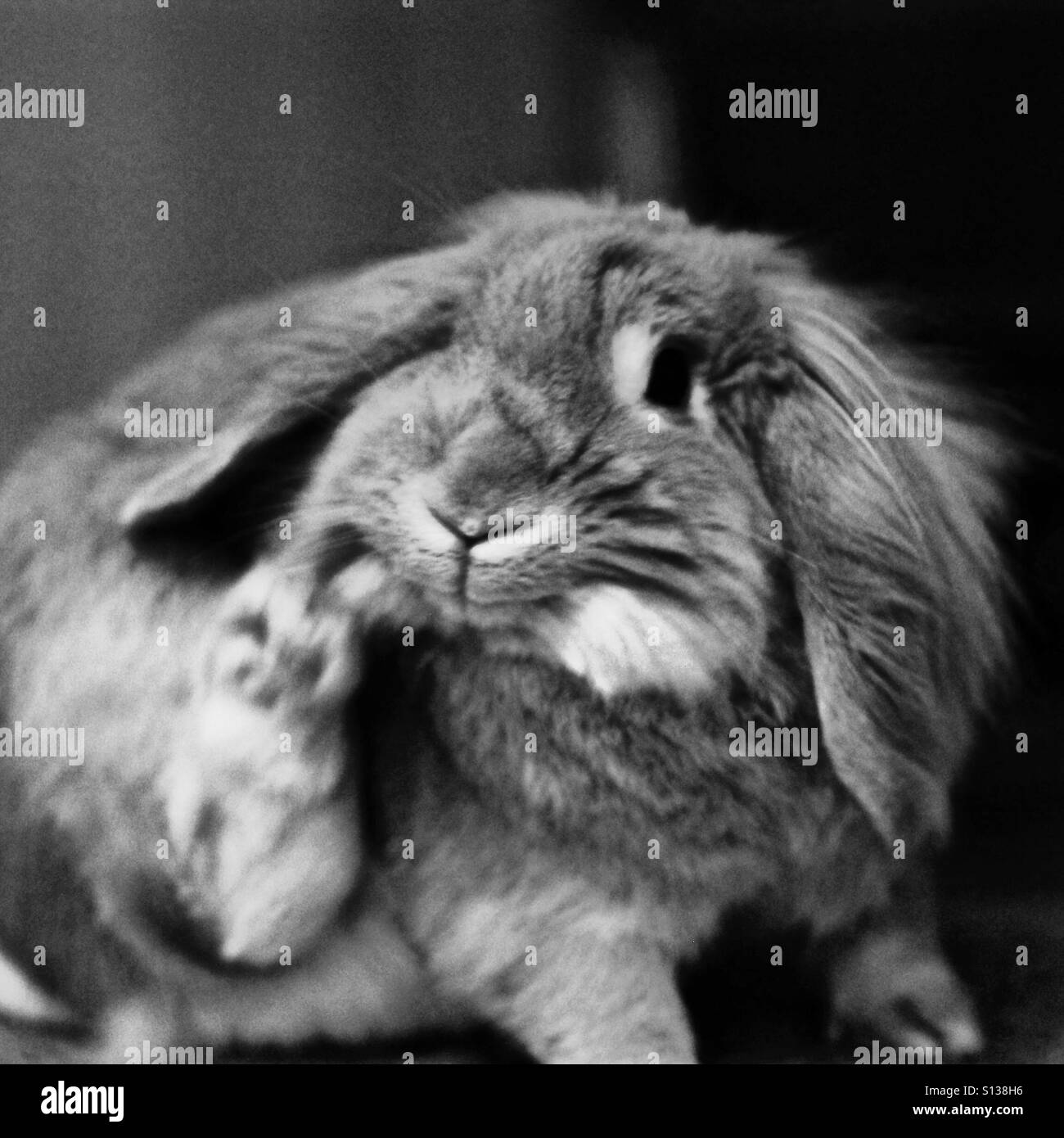 Rabbit Black and White Stock Photos & Images - Alamy