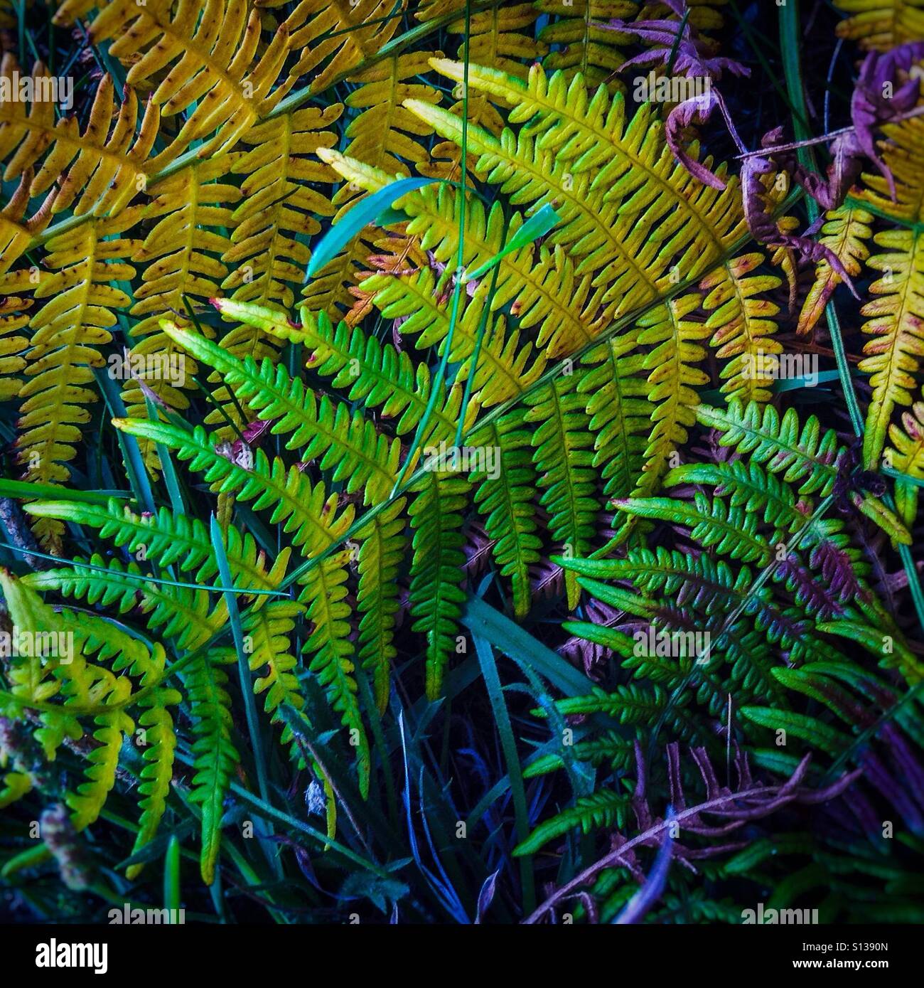 Green and colourful fern leaves Stock Photo - Alamy