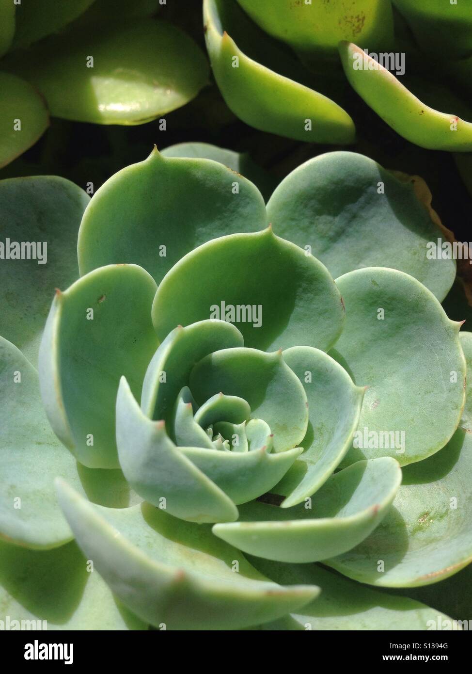 Natural perfection hi-res stock photography and images - Alamy