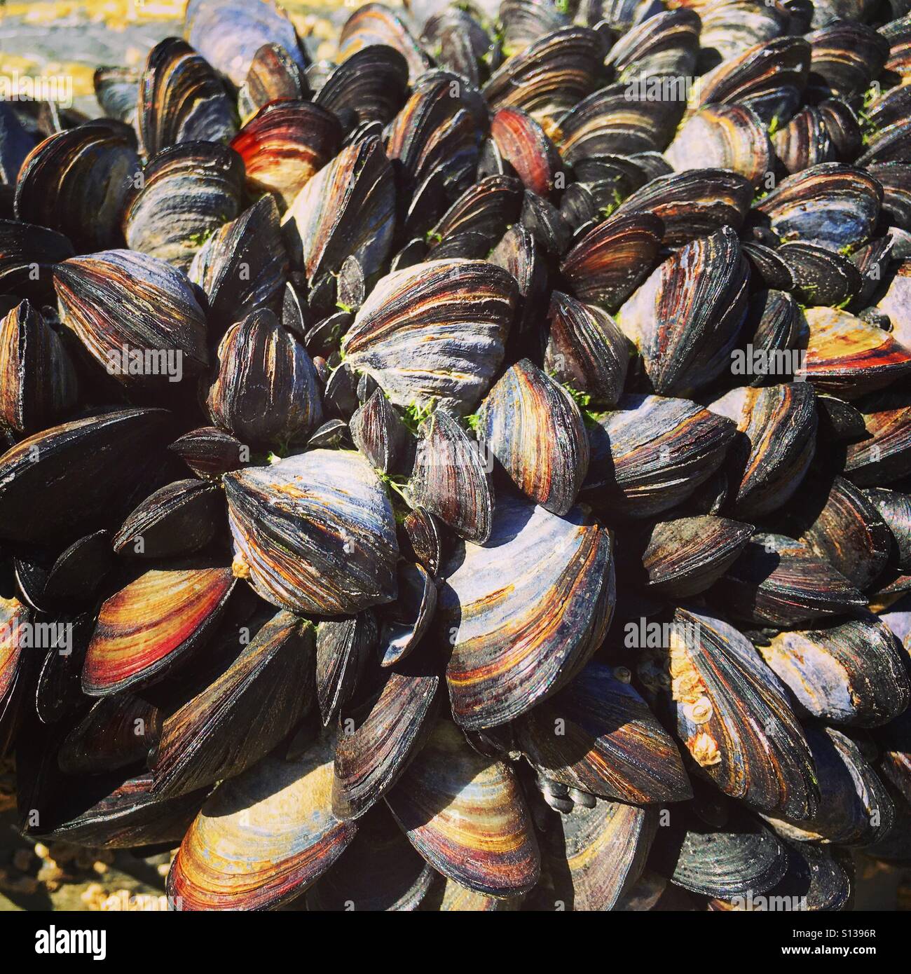 English mussels hi-res stock photography and images - Alamy