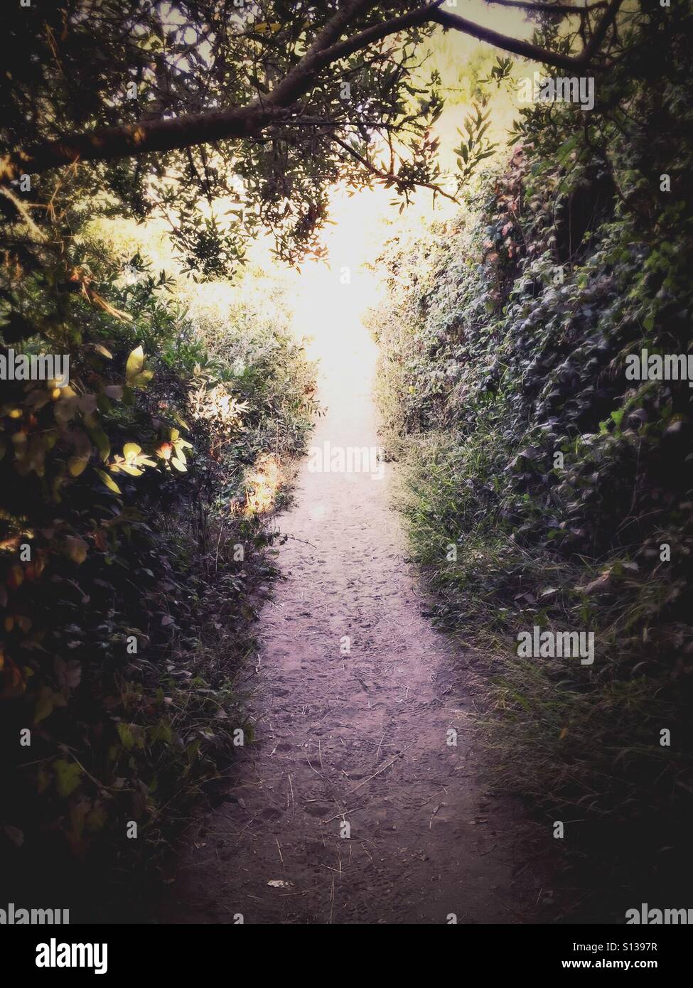 A narrow path through a park Stock Photo - Alamy