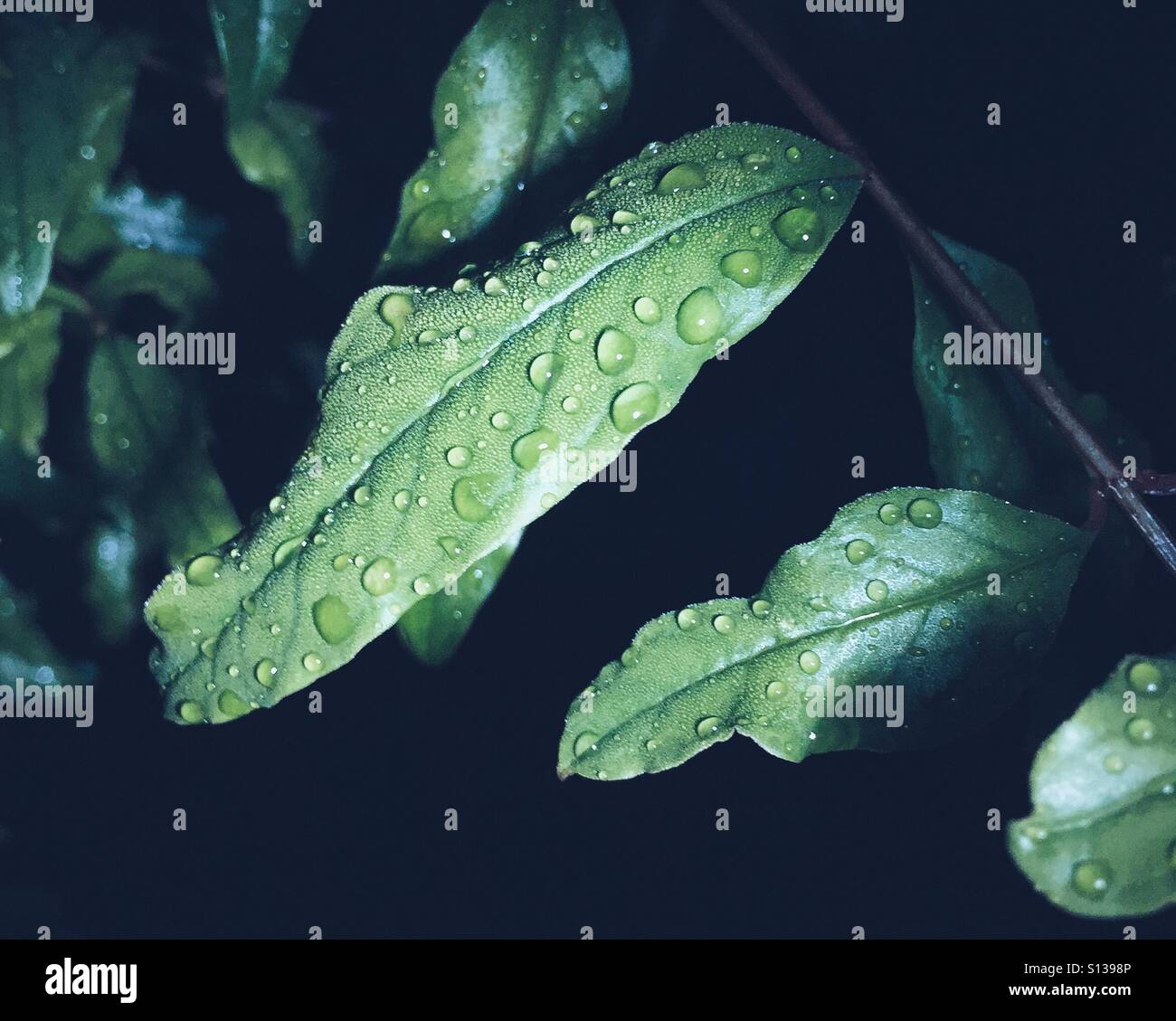 Dew on a tree leaf Stock Photo - Alamy