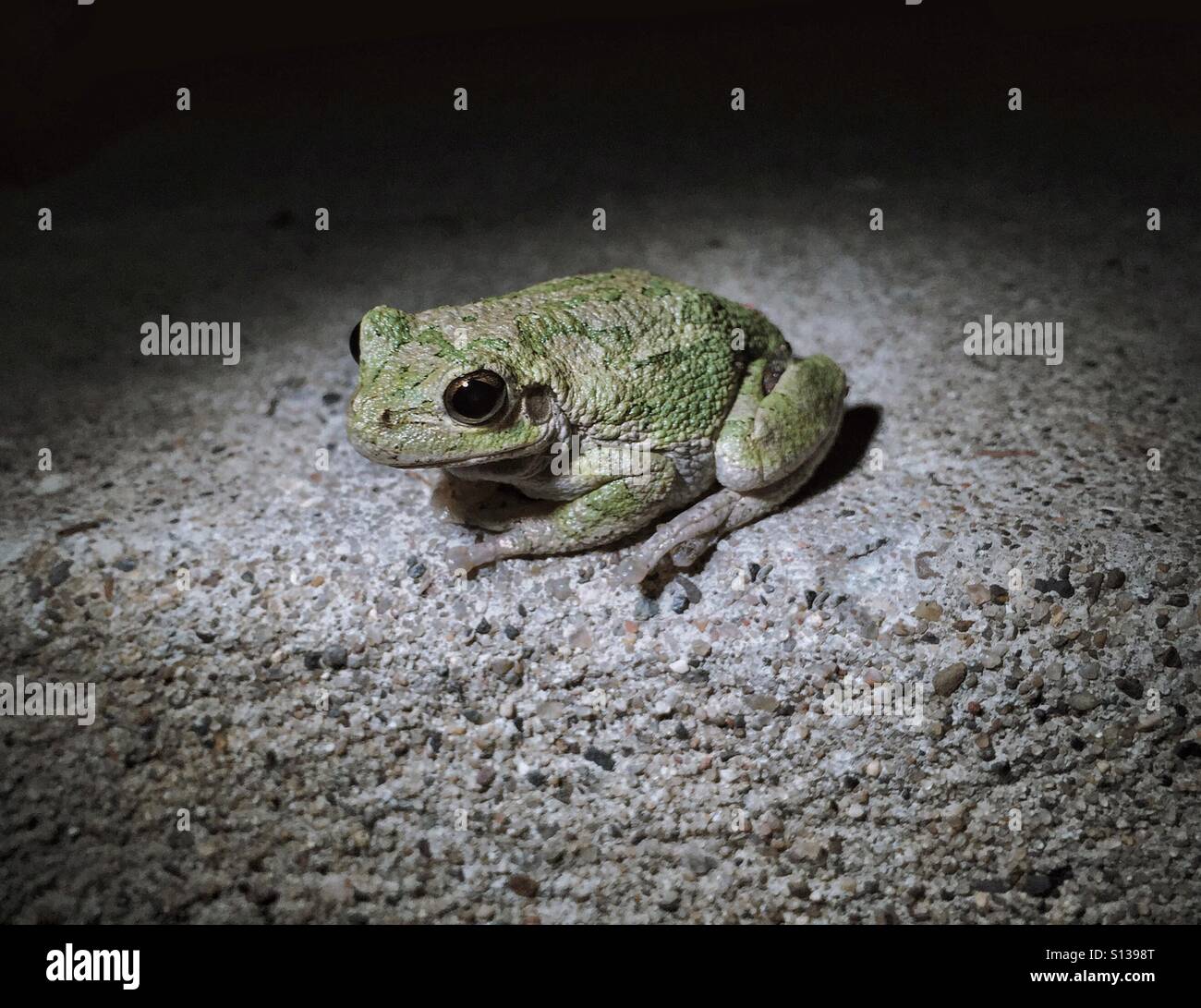 Content frog hi-res stock photography and images - Alamy