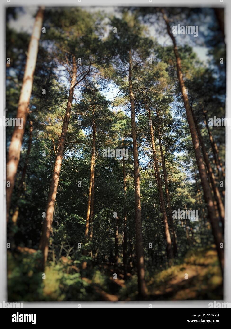 Tall forrest hi-res stock photography and images - Alamy