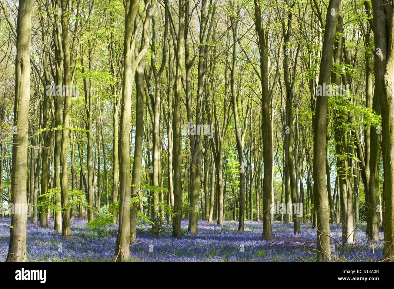 Micheldever woods, hampshire hi-res stock photography and images - Alamy