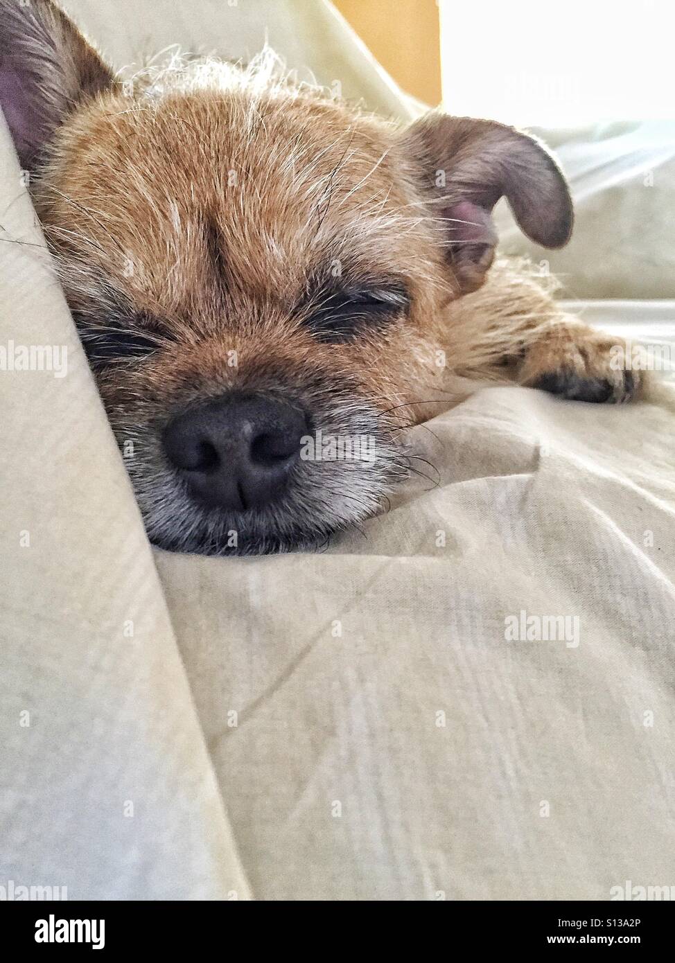 Sleepy Puppy High Resolution Stock Photography and Images - Alamy