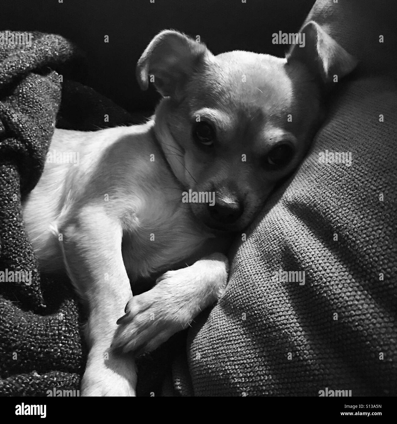 Chug Puppy High Resolution Stock Photography and Images - Alamy