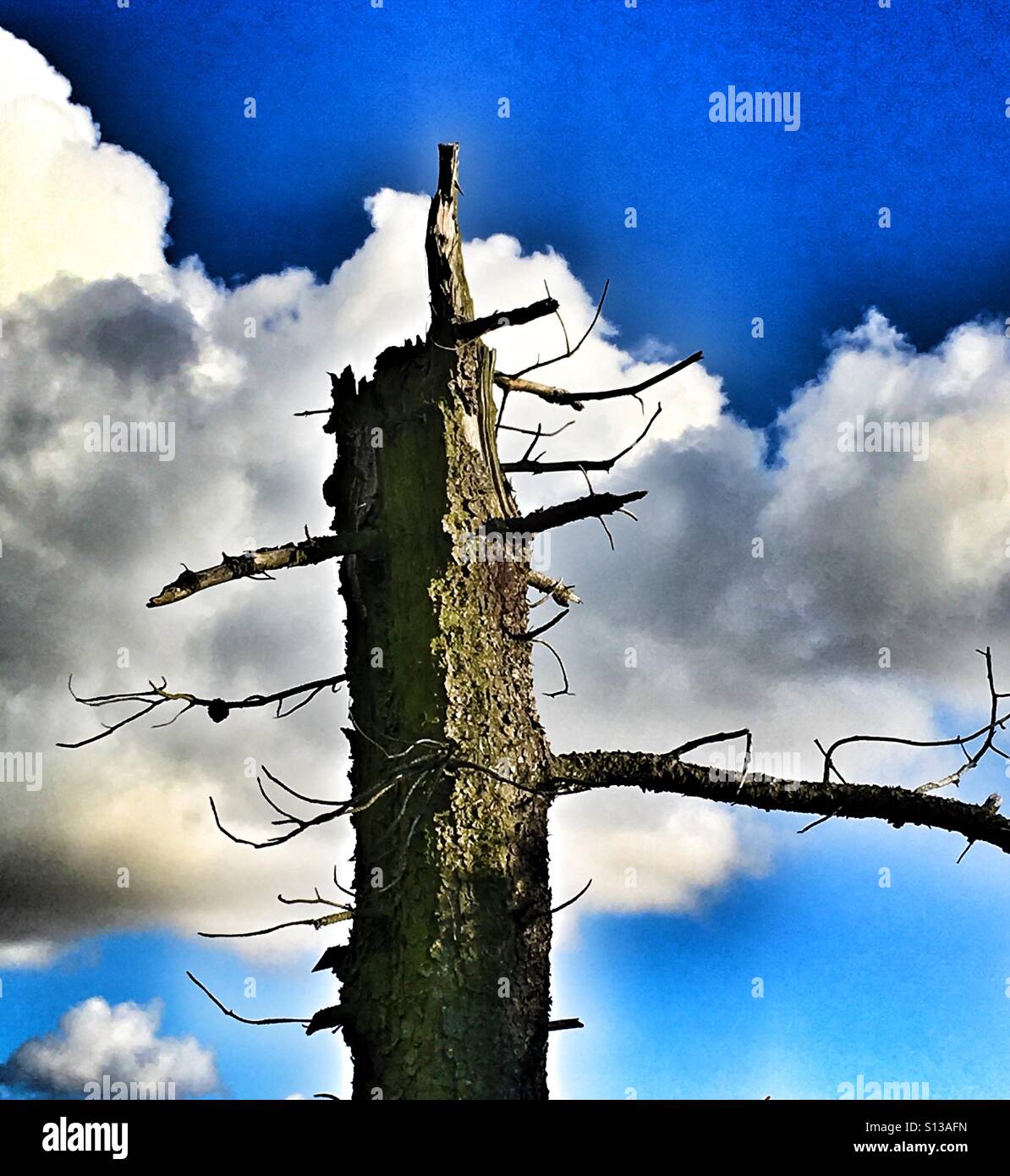 Dead tree to the sky hi-res stock photography and images - Alamy