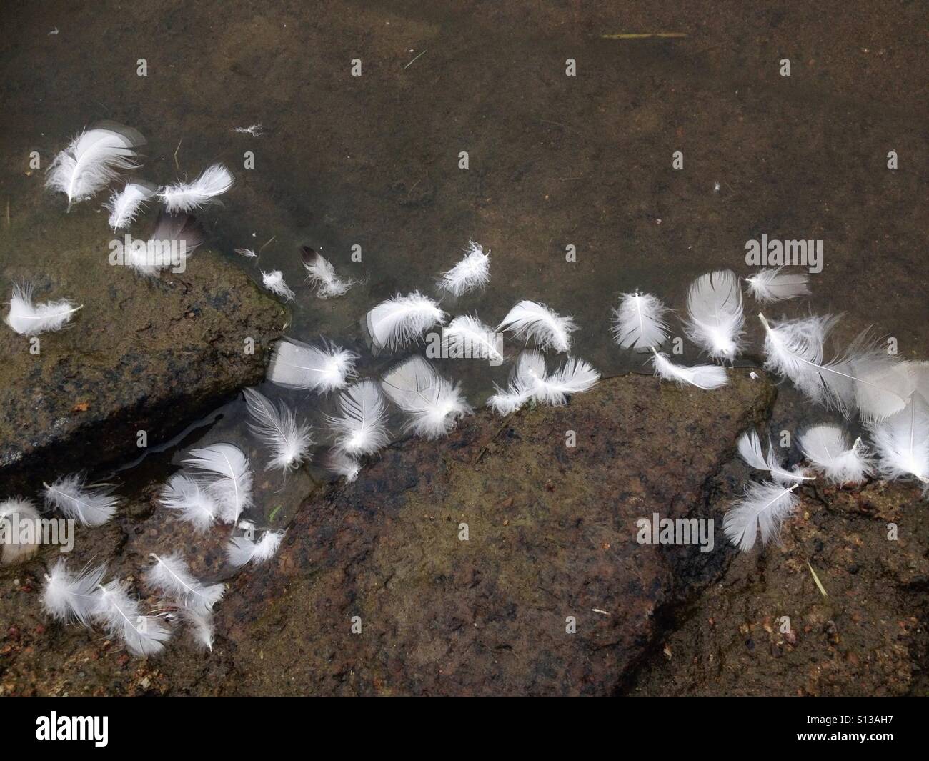 Light on feathers hi-res stock photography and images - Alamy
