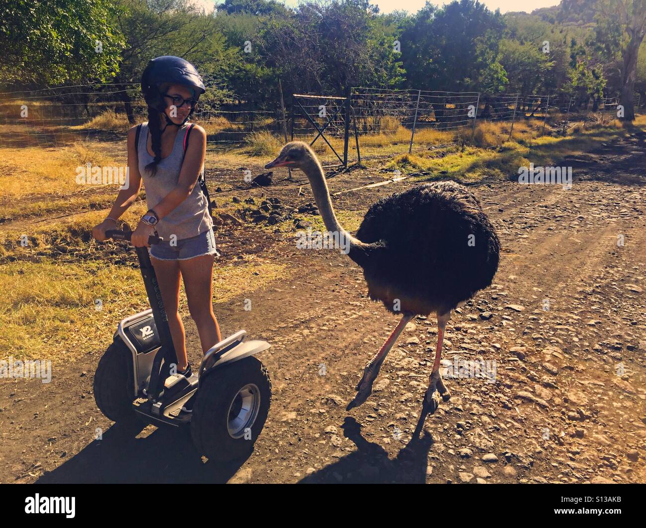 Running Ostrich High Resolution Stock Photography and Images - Alamy