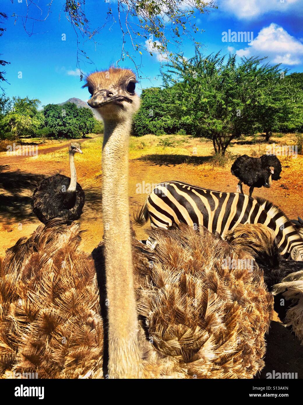 Whild bird hi-res stock photography and images - Alamy