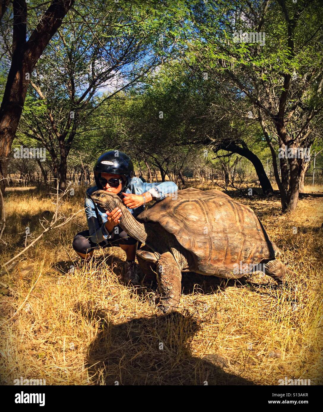 Turtle kiss hi-res stock photography and images - Alamy