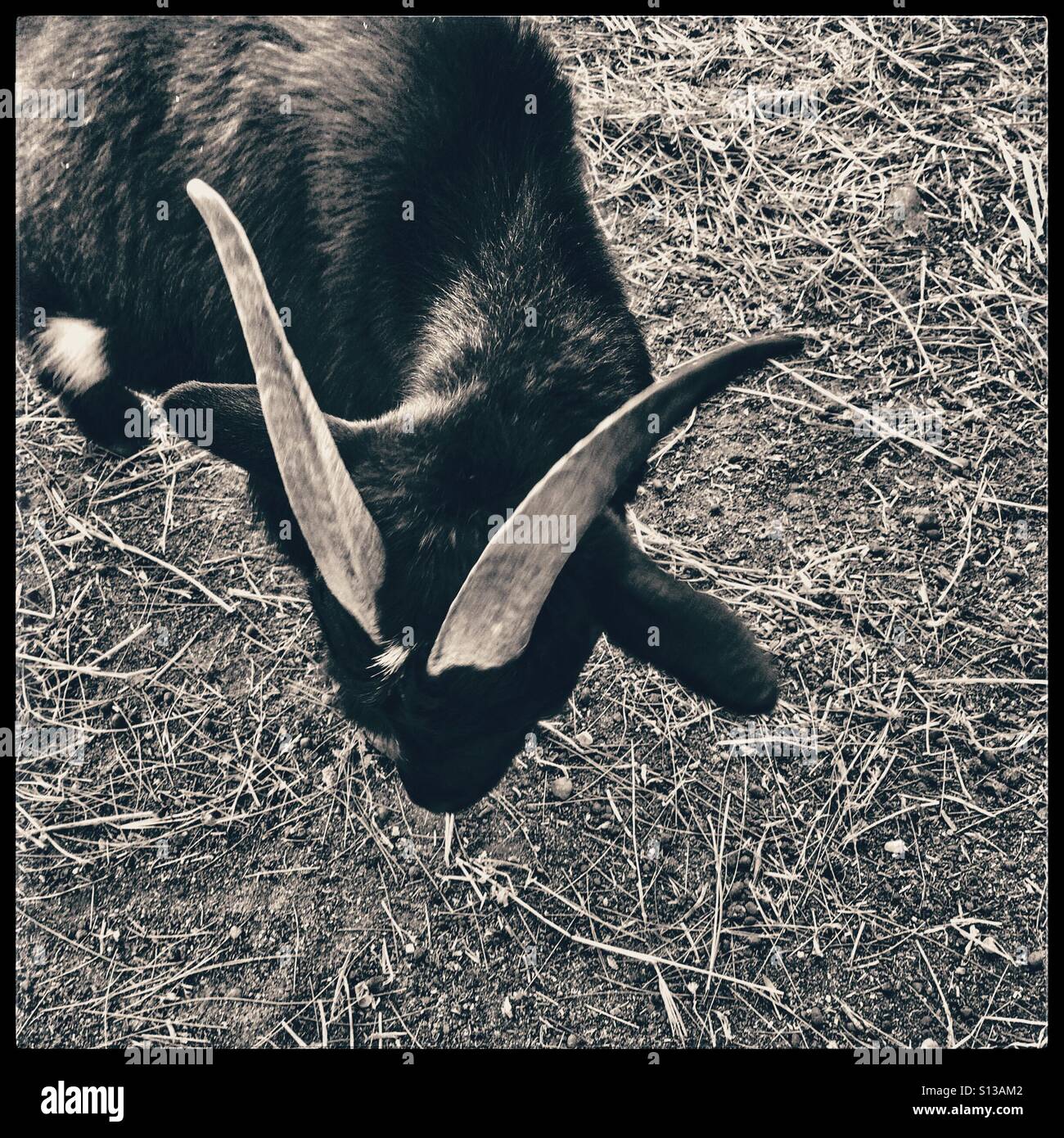Goat 's horns seen from above Stock Photo - Alamy
