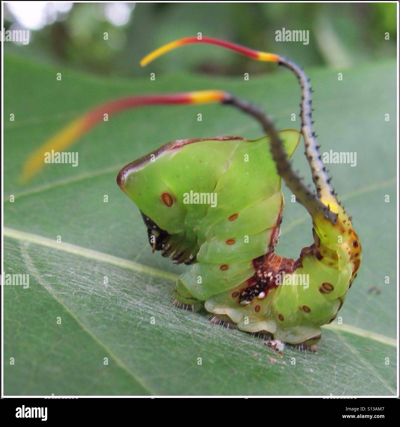Push moth caterpillar hi-res stock photography and images - Alamy