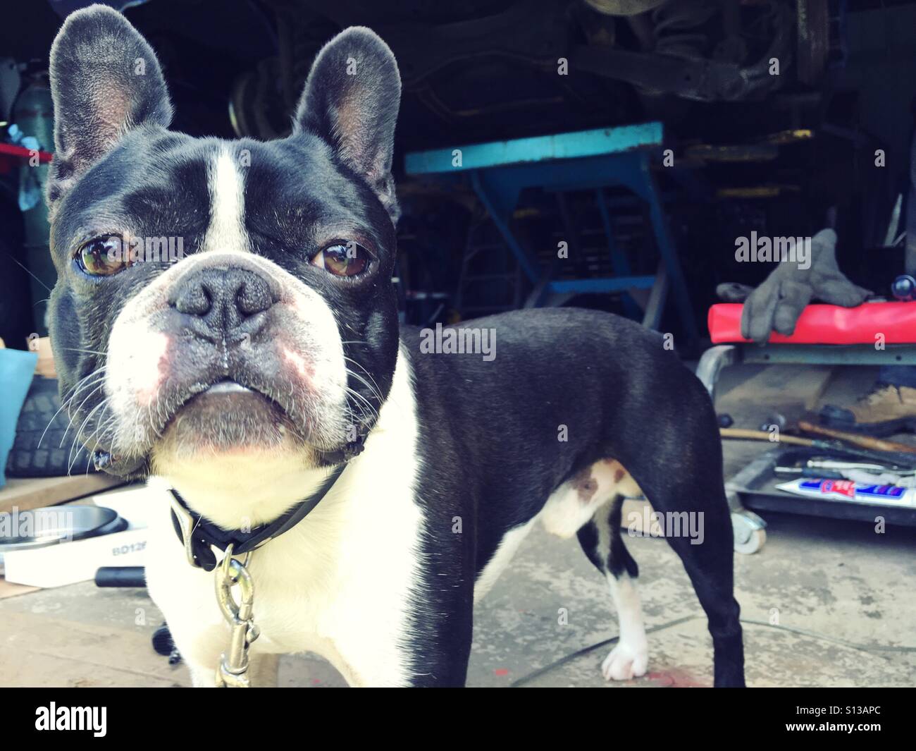 Dog Garage High Resolution Stock Photography and Images - Alamy