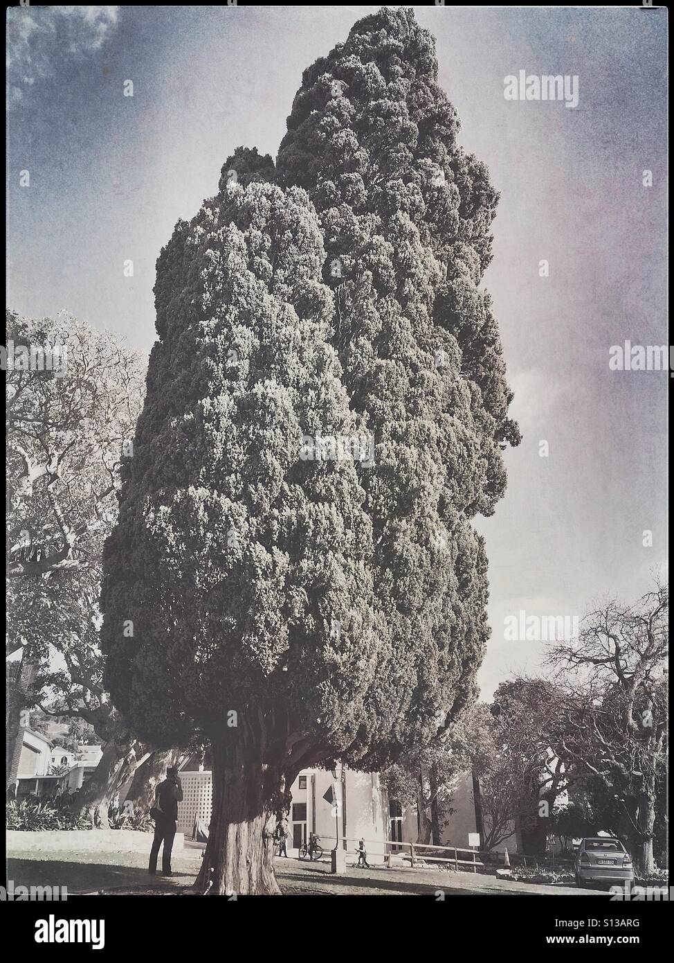 Talking tree hi-res stock photography and images - Alamy
