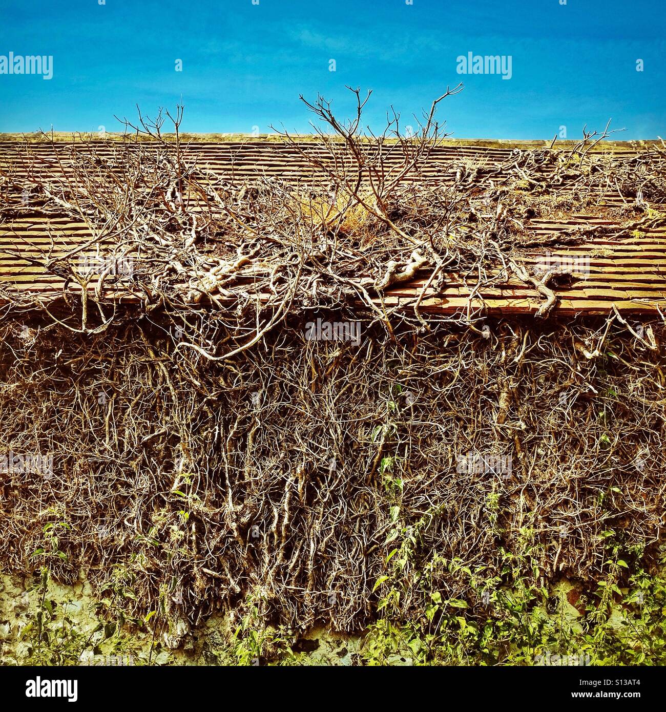 Overgrown building hi-res stock photography and images - Alamy
