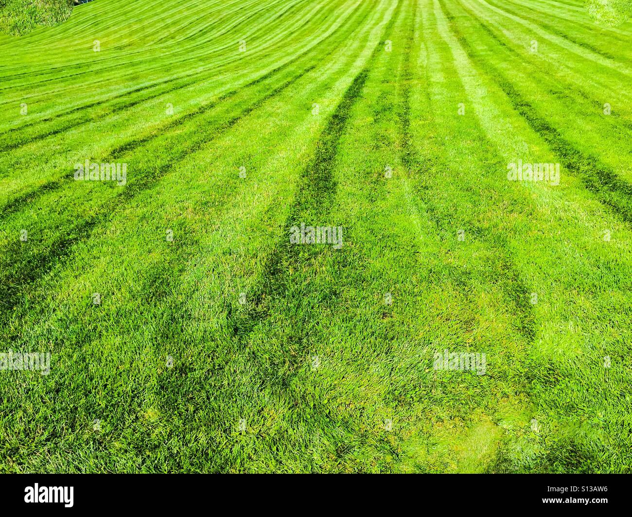 Freshly mowed grass Stock Photo - Alamy
