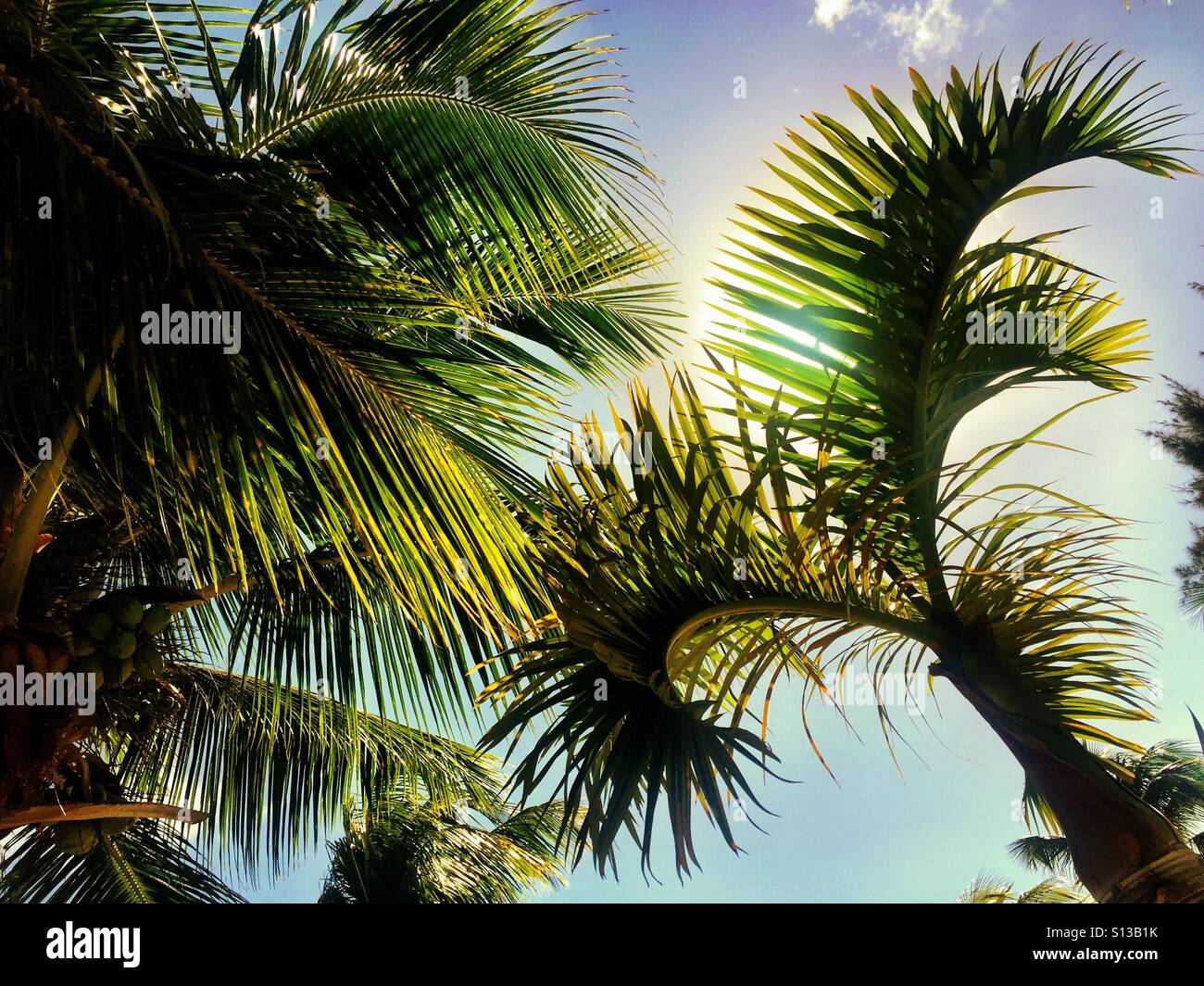 Palma leaf hi-res stock photography and images - Alamy