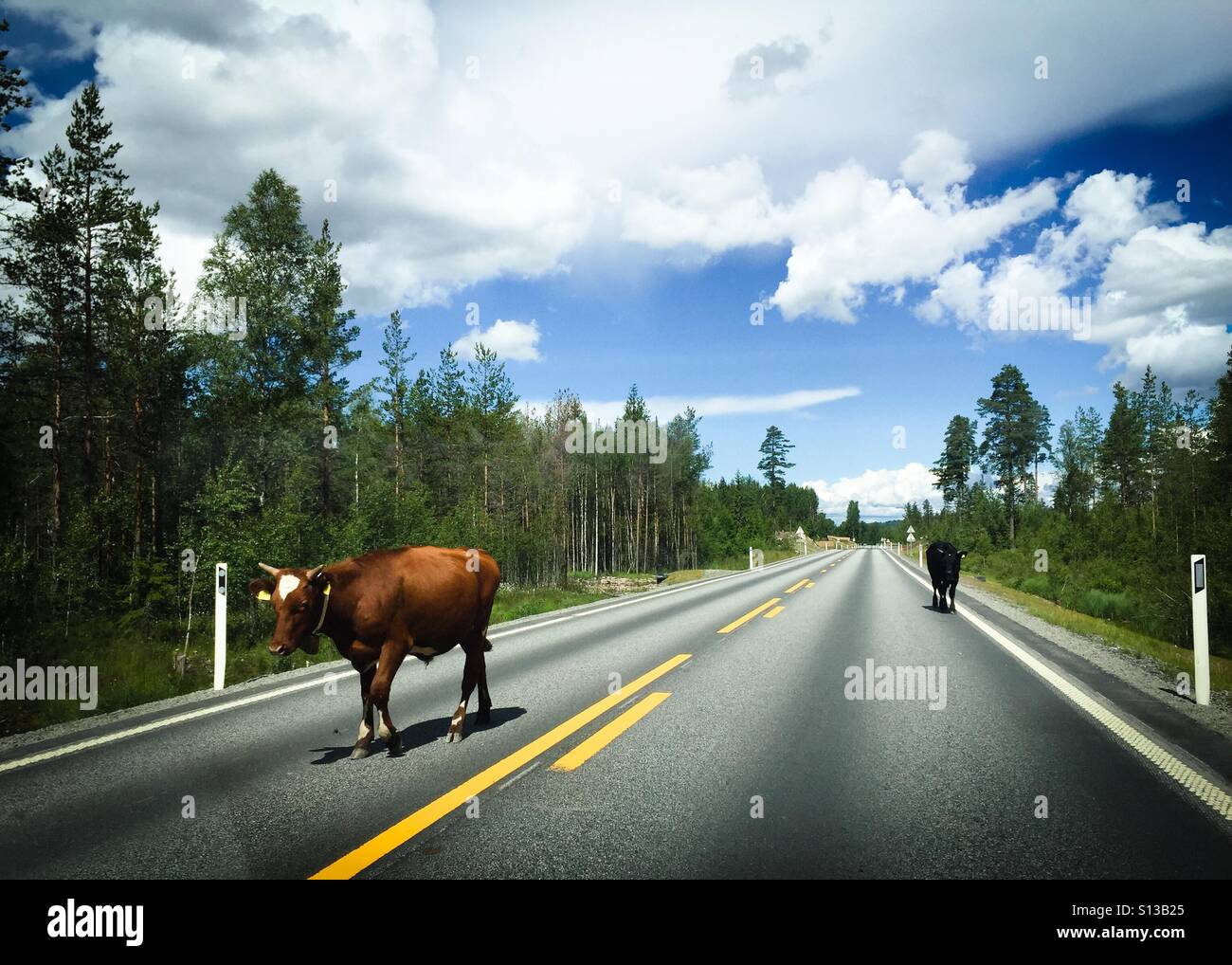 Cows on the road Stock Photo - Alamy
