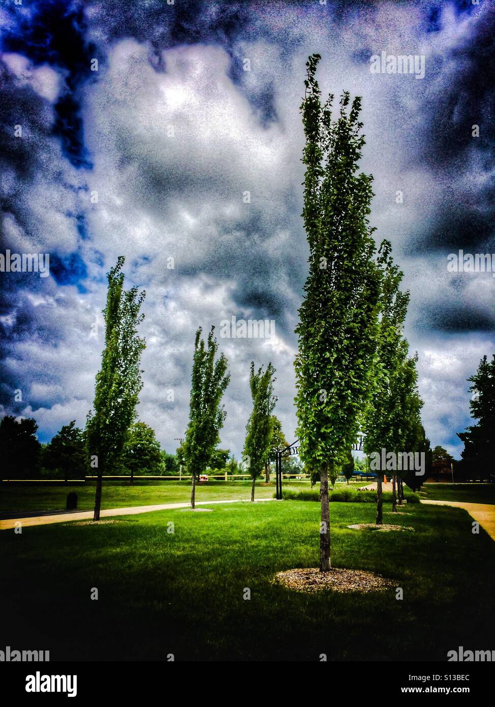 Trees in the storm Stock Photo - Alamy