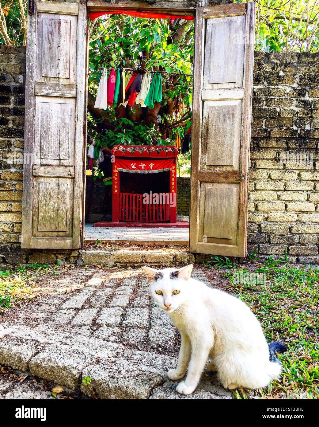 Cat spiritual hi-res stock photography and images - Alamy