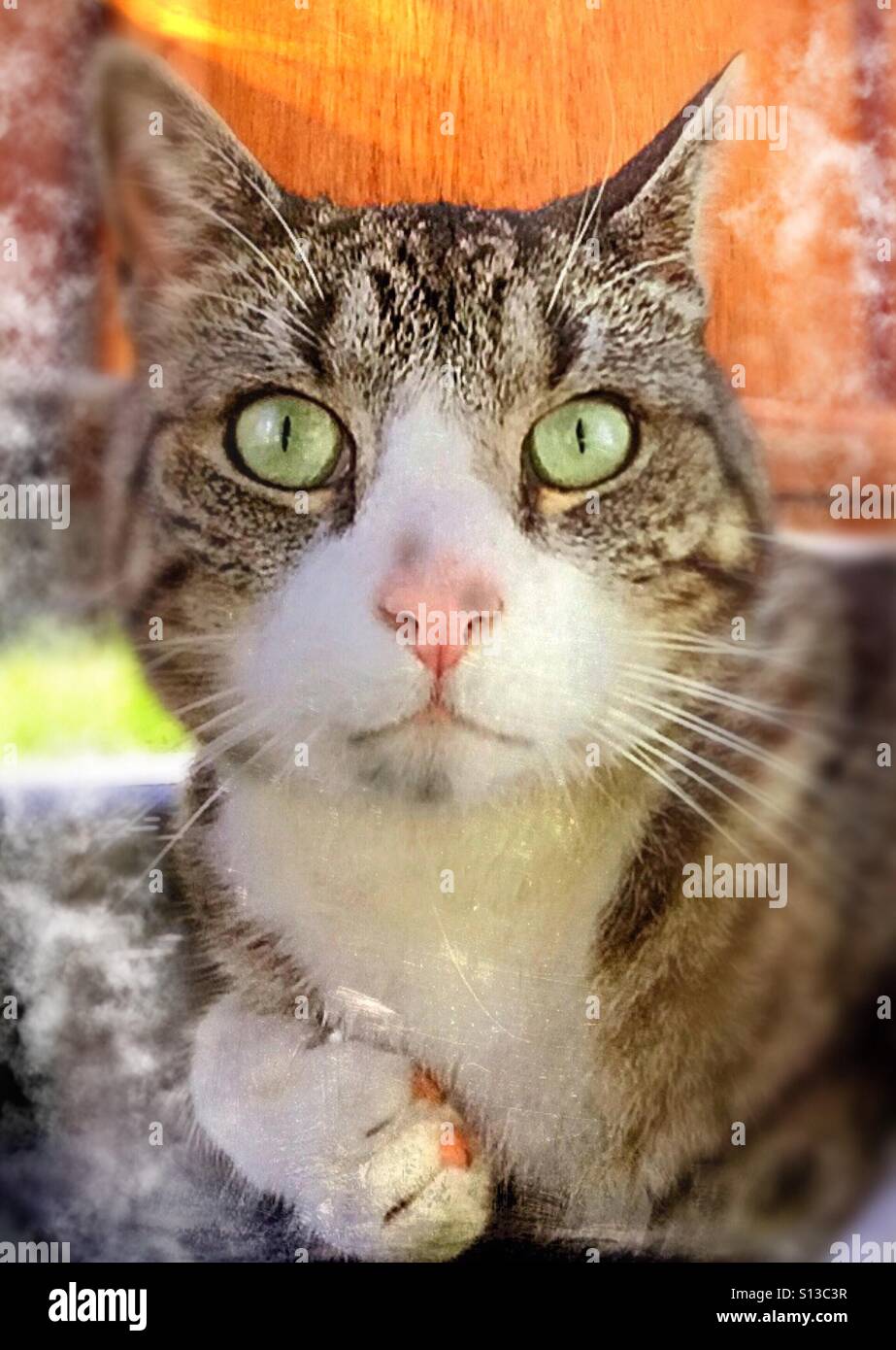 ..cat... astonished... totally... hey..!!! Stock Photo - Alamy