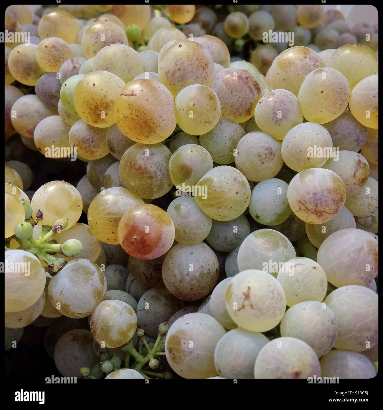 Viognier clone 642 wine grapes, Catalonia, Spain Stock Photo - Alamy