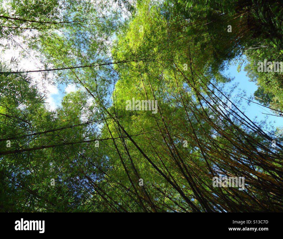 Tall trees and Sky Stock Photo - Alamy