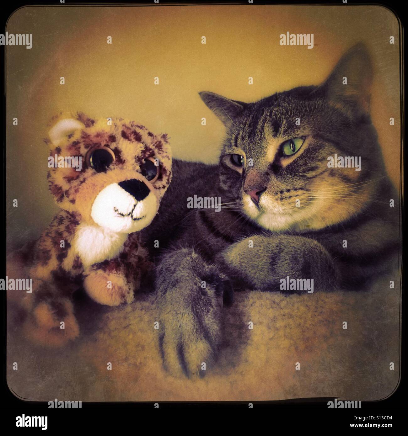 Tabby cat and her cub Stock Photo - Alamy
