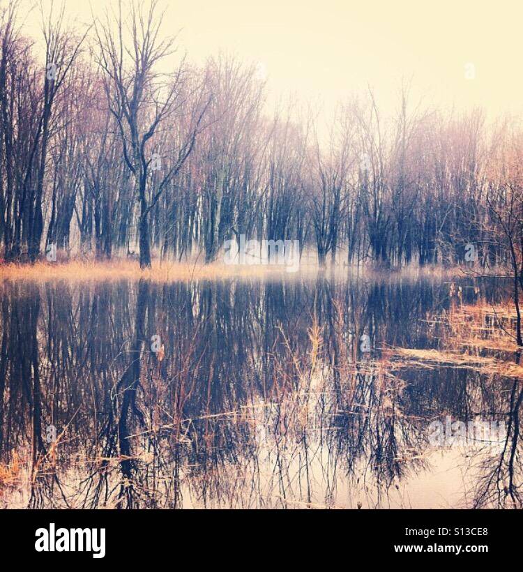 Steam rises above partially flooded swampland in Michigan Stock Photo ...