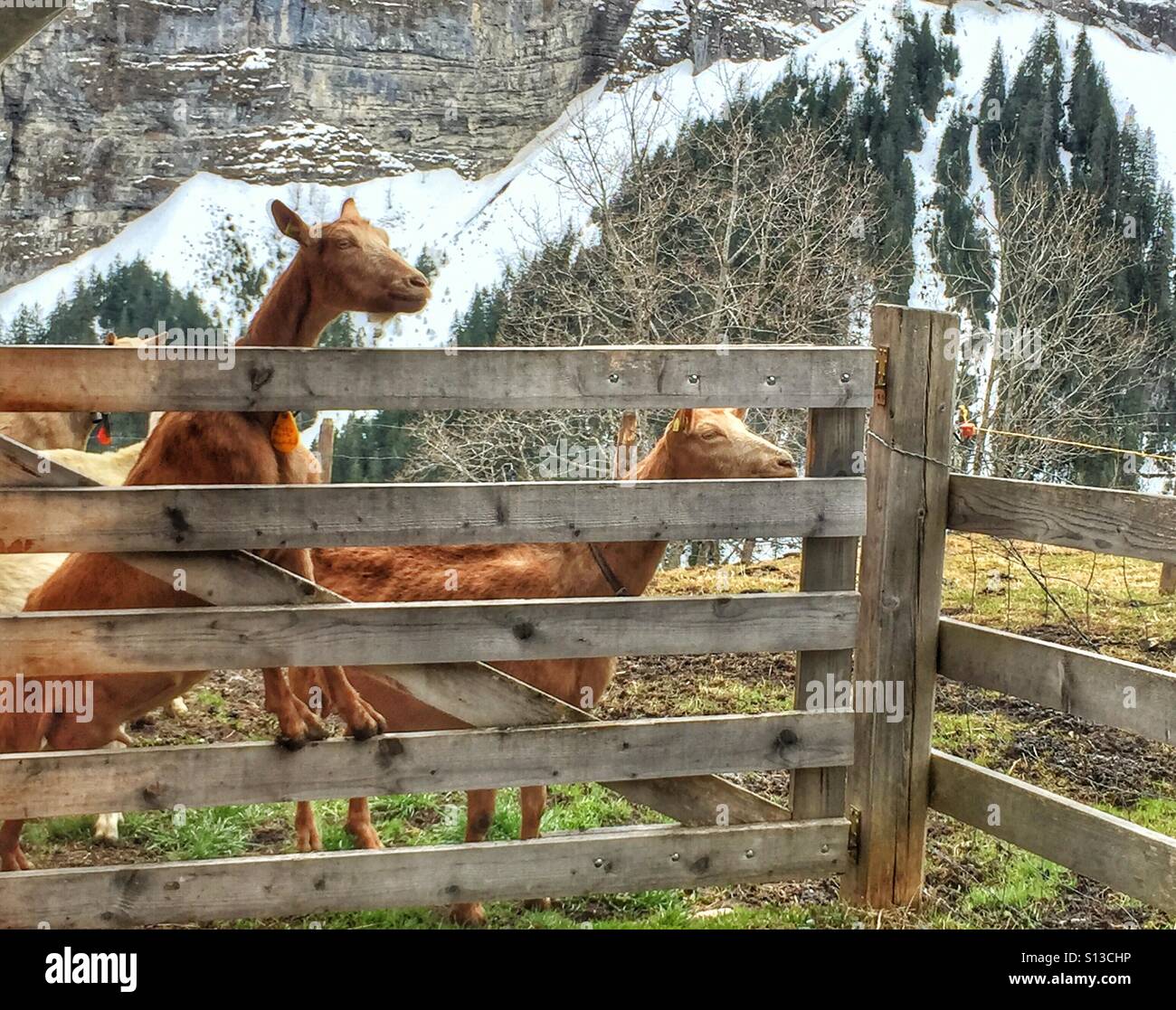Farm animals enclosure hi-res stock photography and images - Alamy