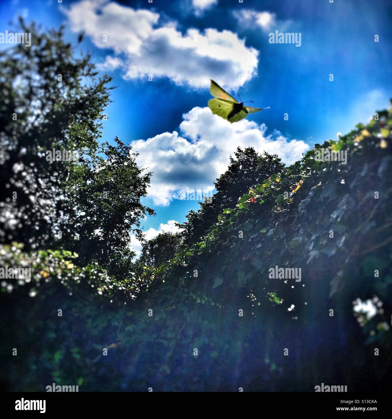 Flying Butterfly Stock Photos & Flying Butterfly Stock Images - Alamy
