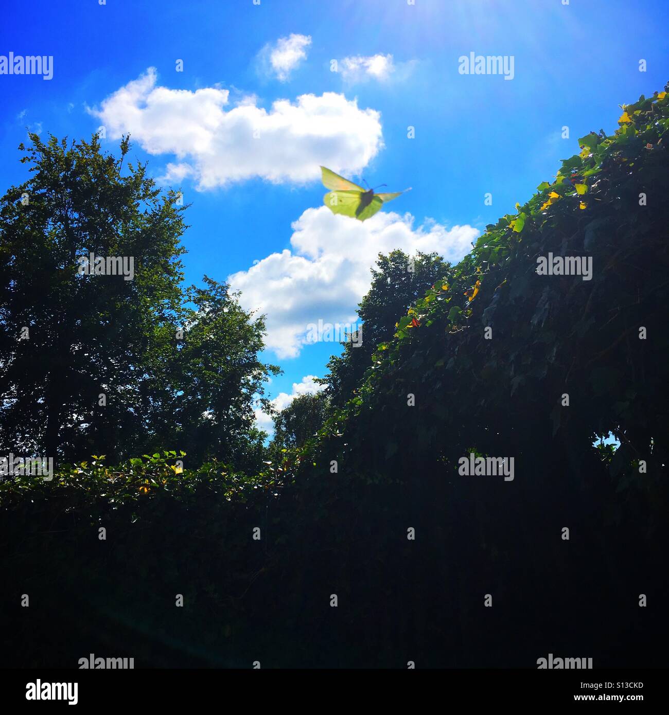 Butterfly flying sky hi-res stock photography and images - Alamy