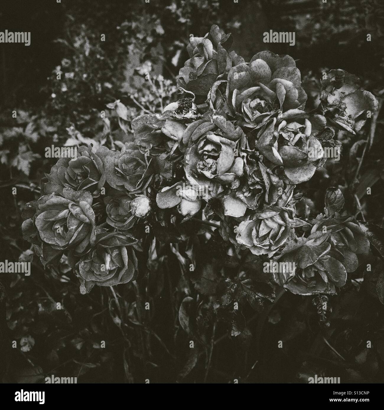 Decaying roses hi-res stock photography and images - Alamy