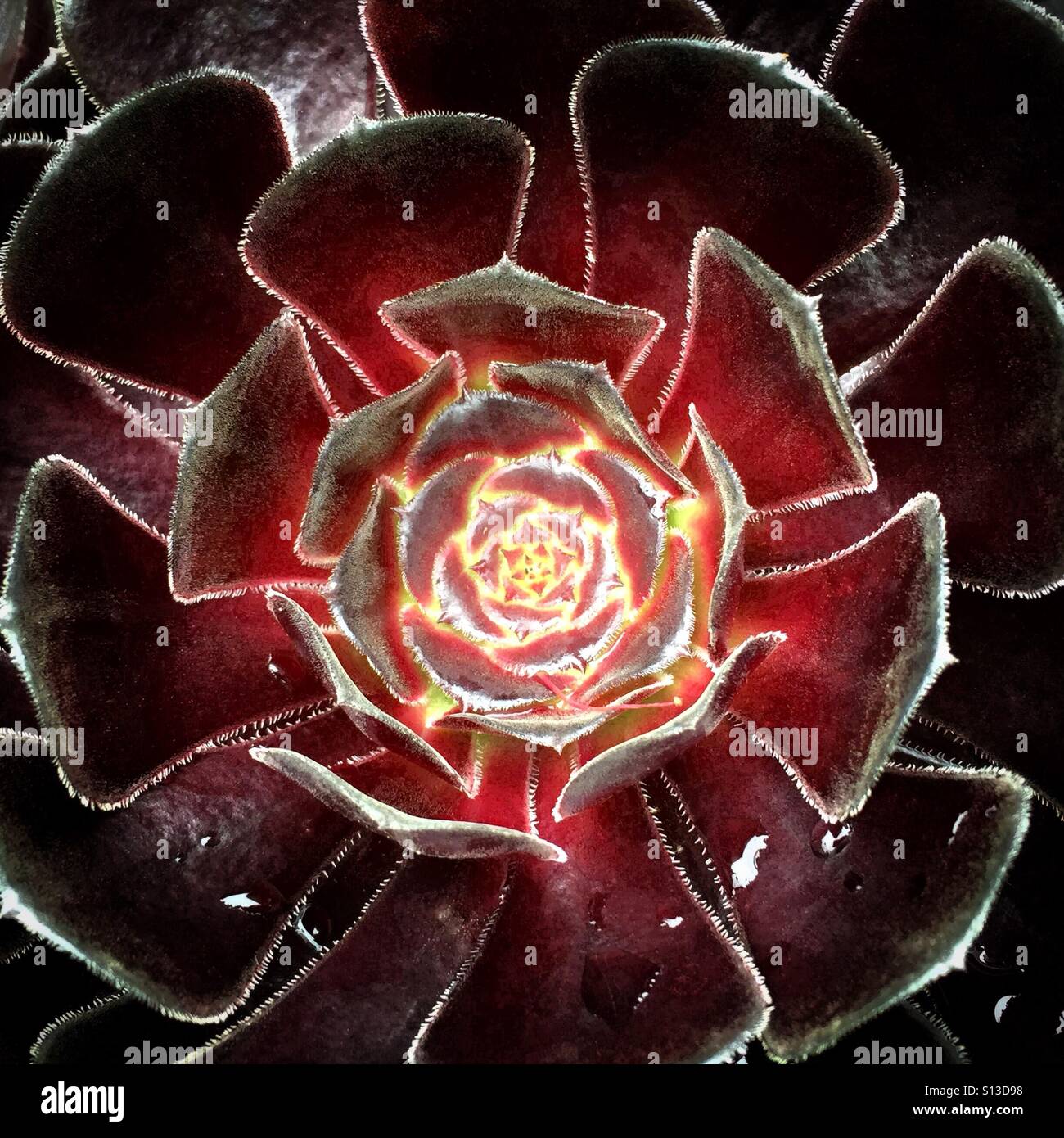 Red succulent hi-res stock photography and images - Alamy