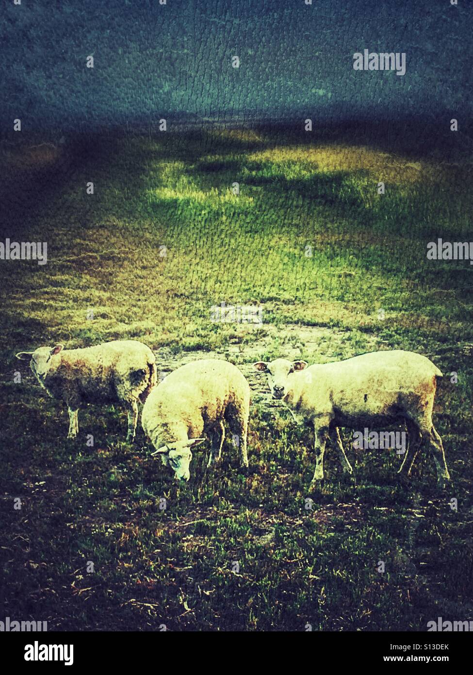 Field like hi-res stock photography and images - Alamy