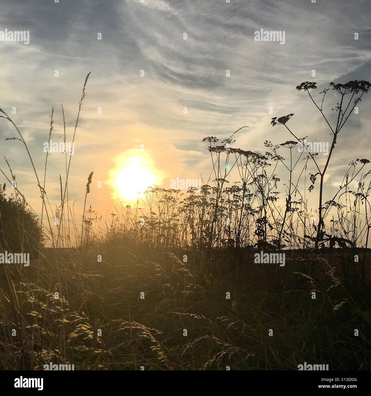 Run Through The Fields High Resolution Stock Photography and Images - Alamy