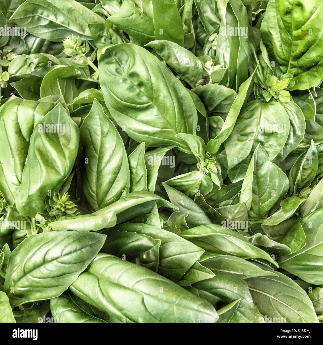 Fresh basil leaves Stock Photo - Alamy